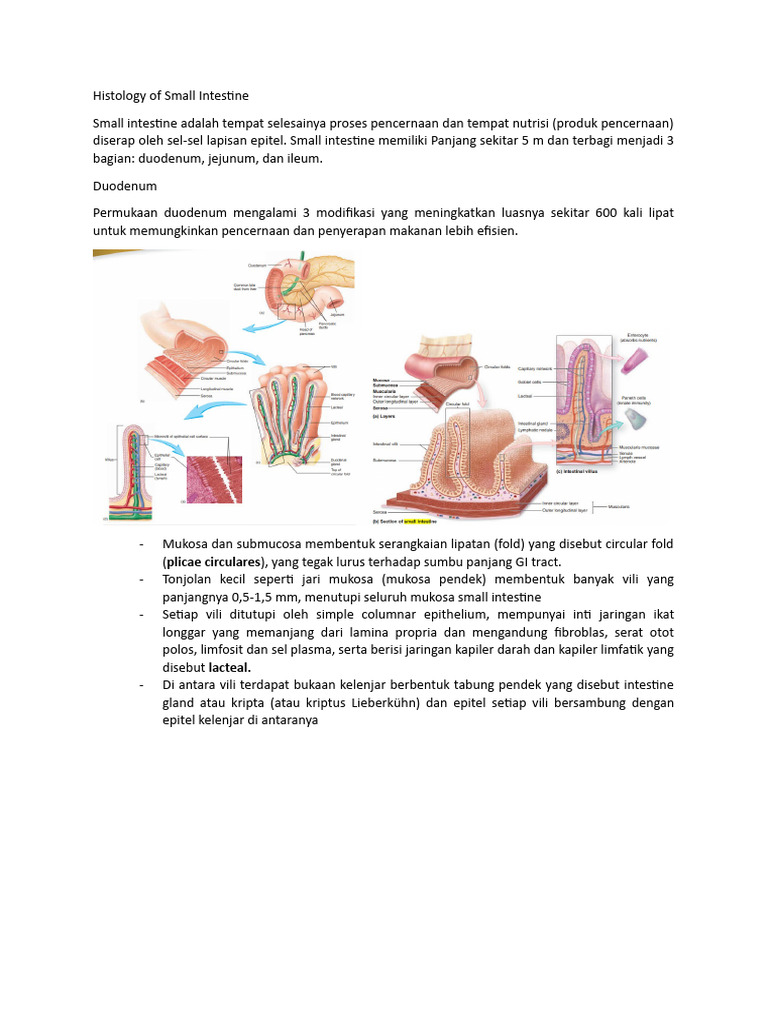 Anatomi Usus Halus | PDF