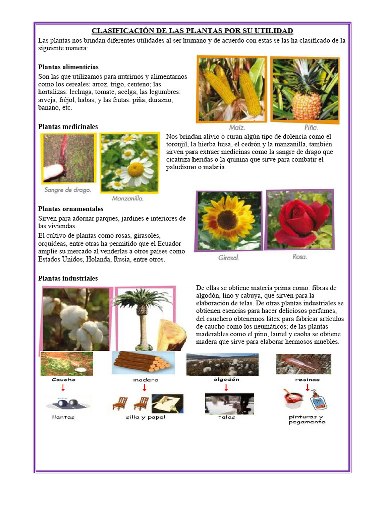 Clasificación de Las Plantas Por Su Utilidad | PDF | Caucho natural ...
