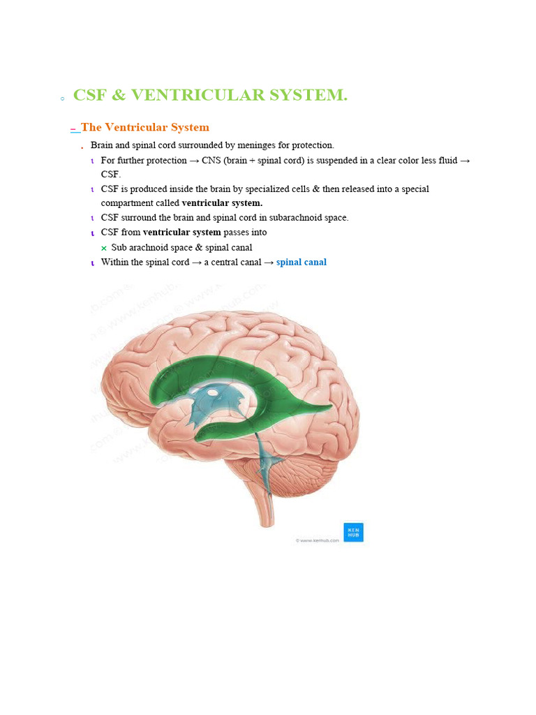 05 - CSF + Ventricles - DR Najeeb Videos | PDF | Cerebrospinal Fluid ...