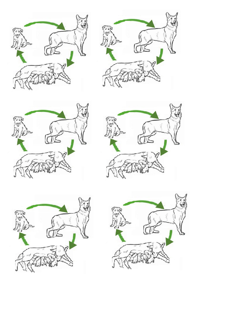 Ciclul de Viata La Mamifere | PDF