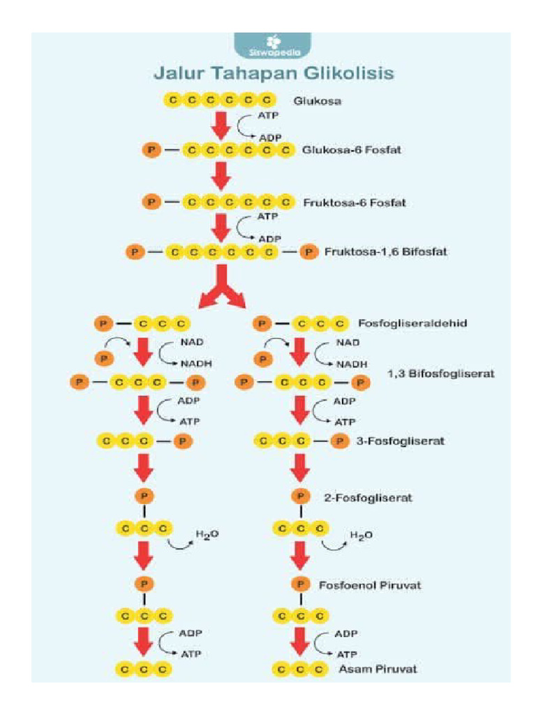 Jalur Tahapan Glukoneogenesis | PDF