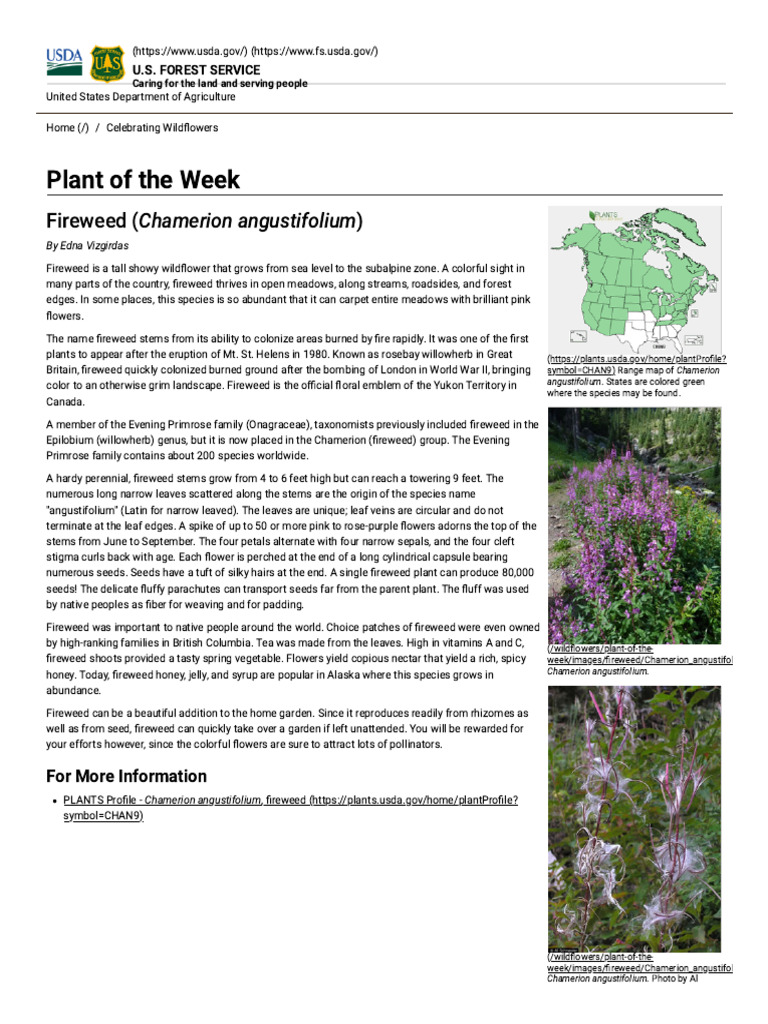 Fireweed | PDF