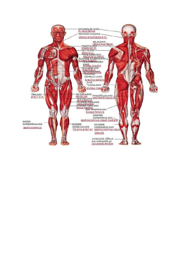 Lihased Eesti Ja Ladina Joonistus | PDF