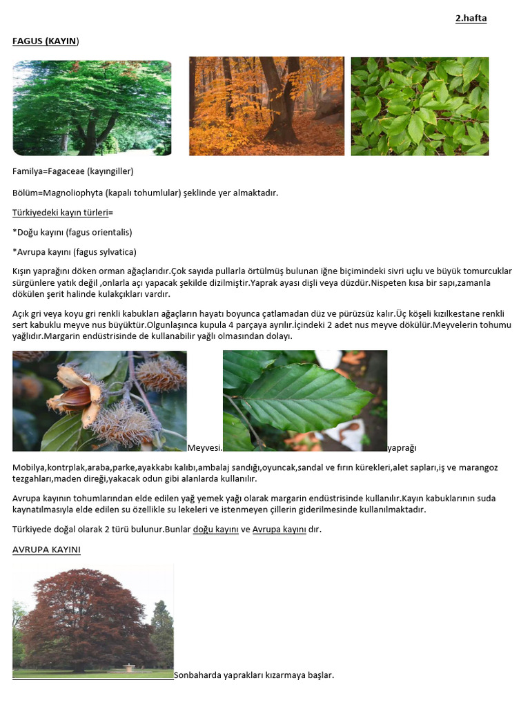 Vejetasyon 2 Vize | PDF