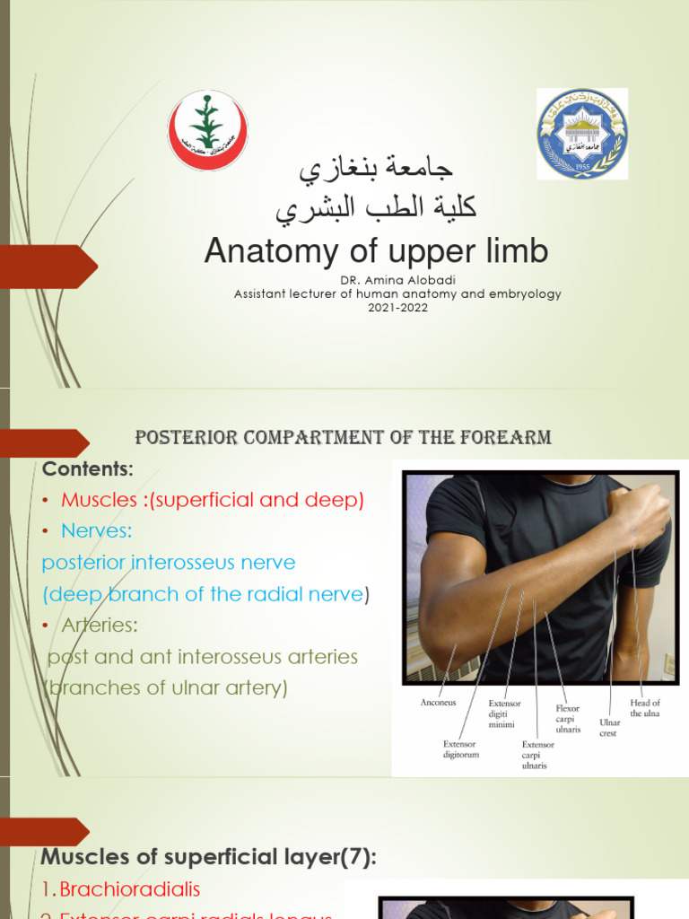 Lecture 9 Forearm | PDF