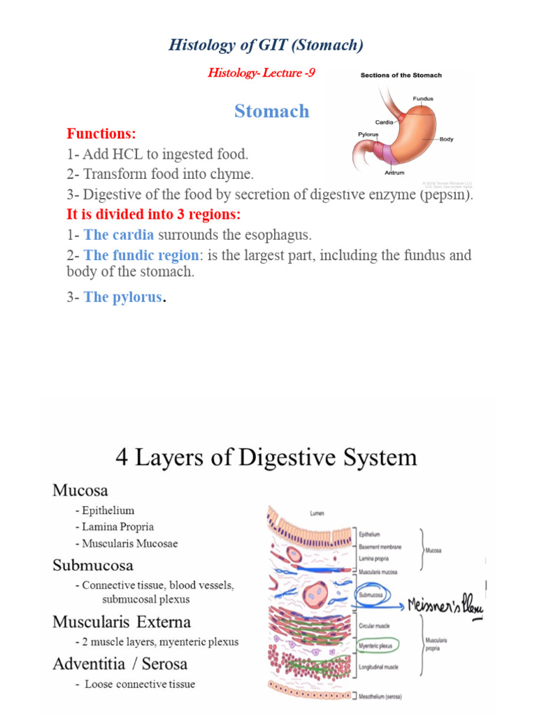 Lecture - 9-1 Stomach | PDF