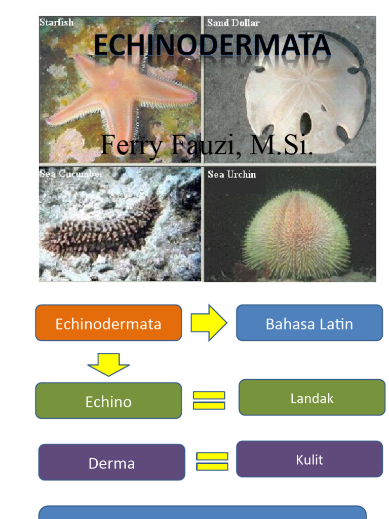 Ciri Morfologi Echinodermata | PDF