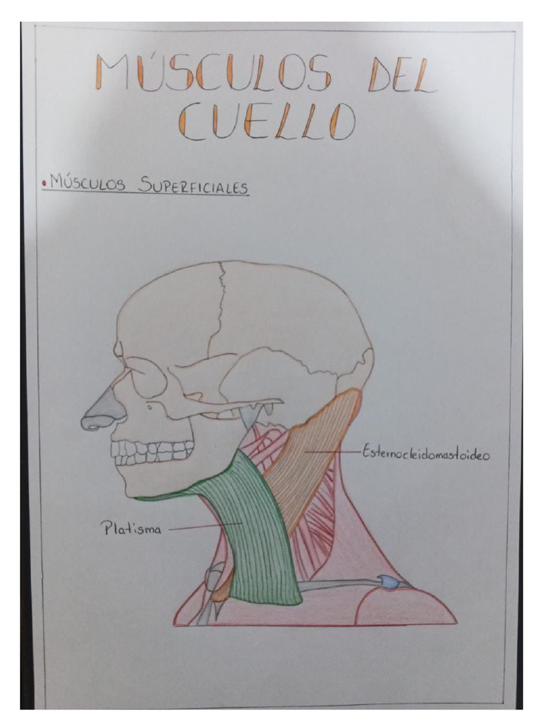 Músculos Del Cuello Pdf