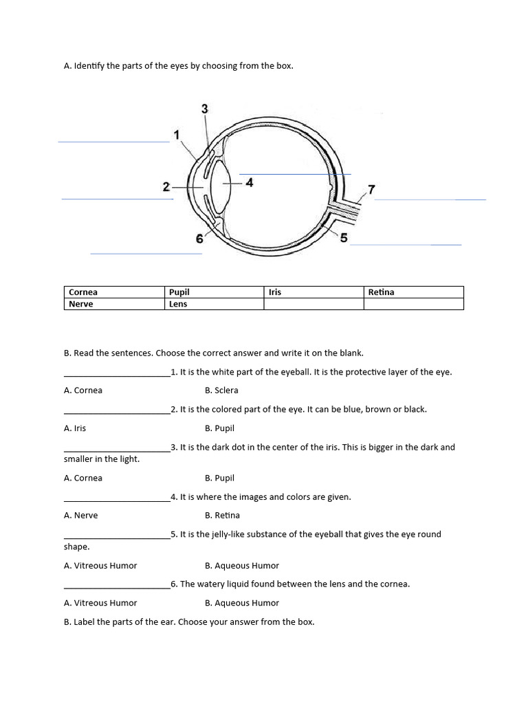 Sensory System Quiz for Students | PDF