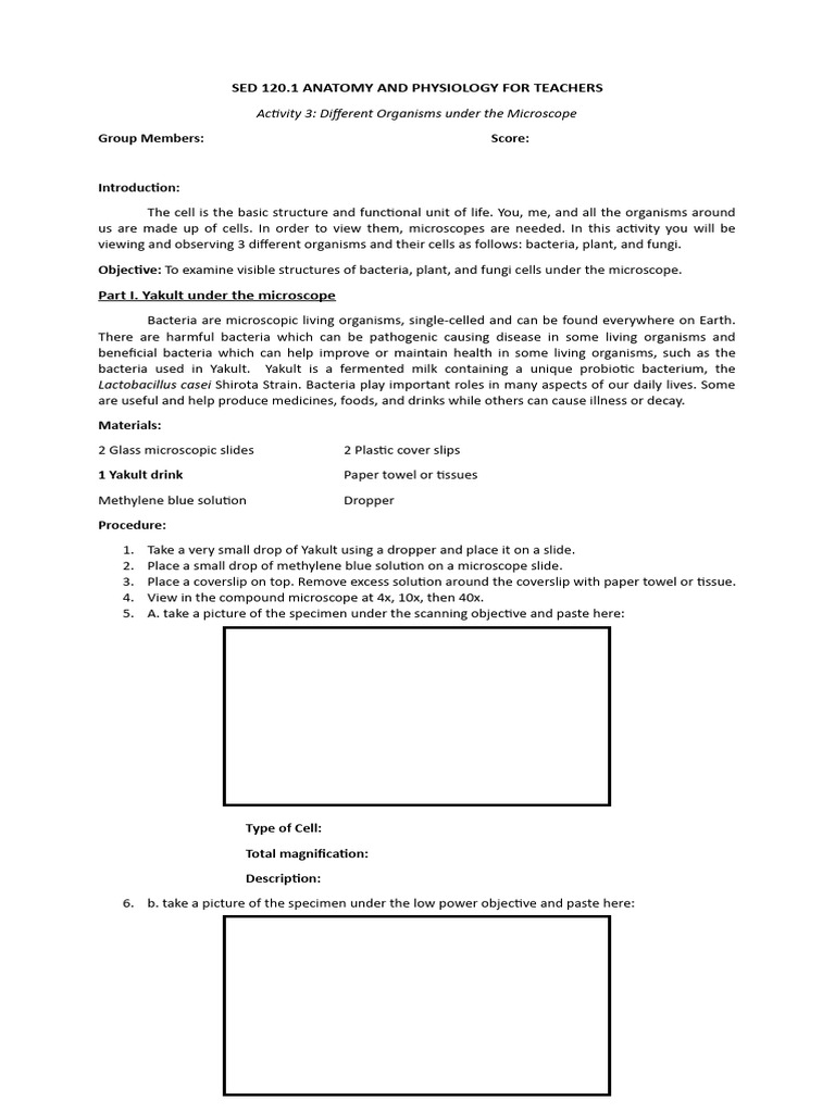 Observing Different Types of cellsACTIVITY SHEET | PDF
