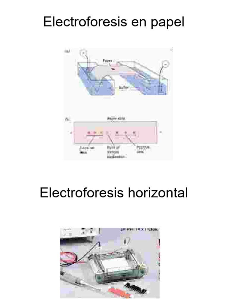 Electroforesis | PDF