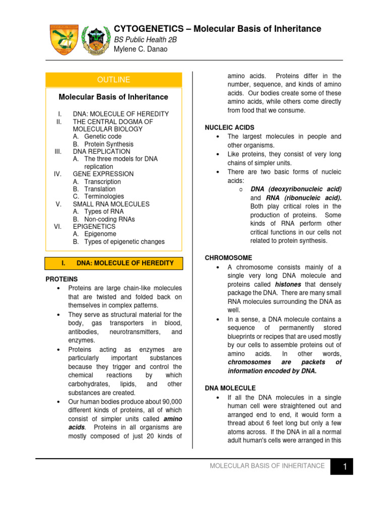 Molecular Basis of Inheritance | PDF | Rna | Dna