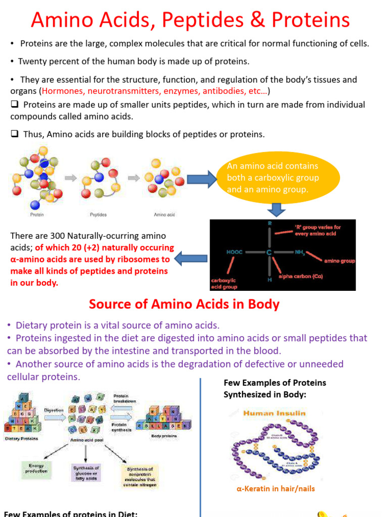 Amino Acids SLides - Compressed | PDF | Science & Mathematics