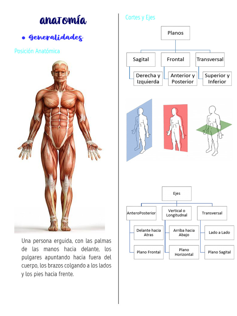 Anatomía - Generalidades y Articulaciones | PDF