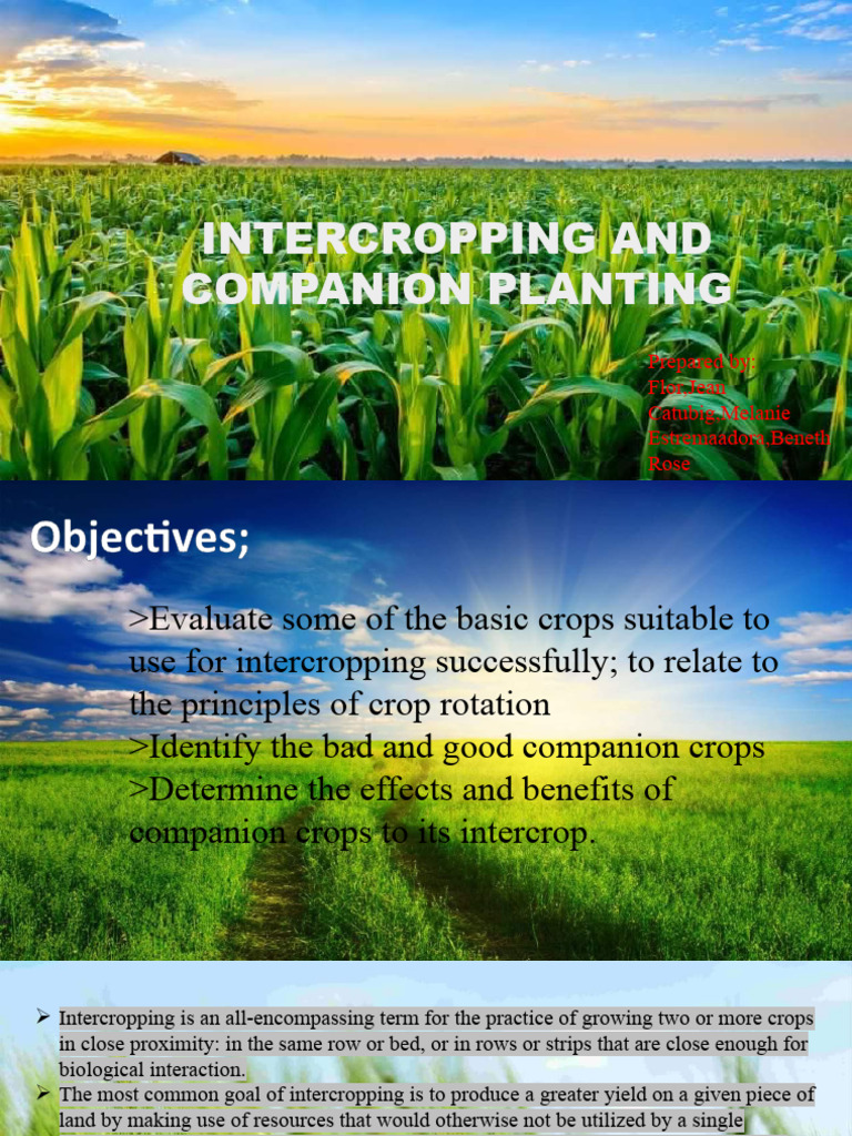 Intercropping and Companion Crops | PDF