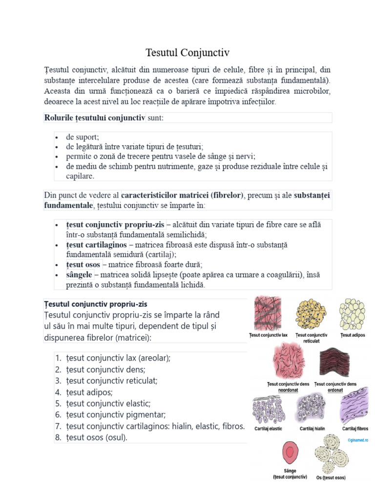Tesutul Conjunctiv | PDF