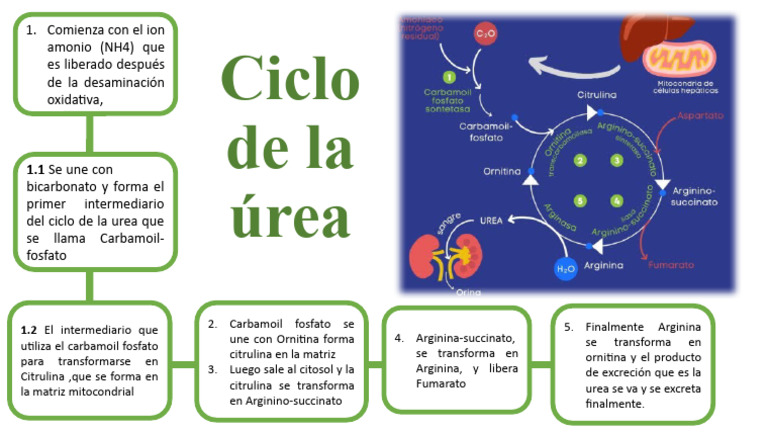 Ciclo de La Úrea - Esquema | PDF
