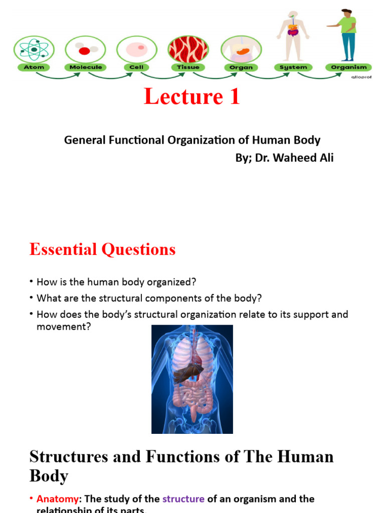 Lecture 1 General Functional Organization of Human Body | PDF | Wellness