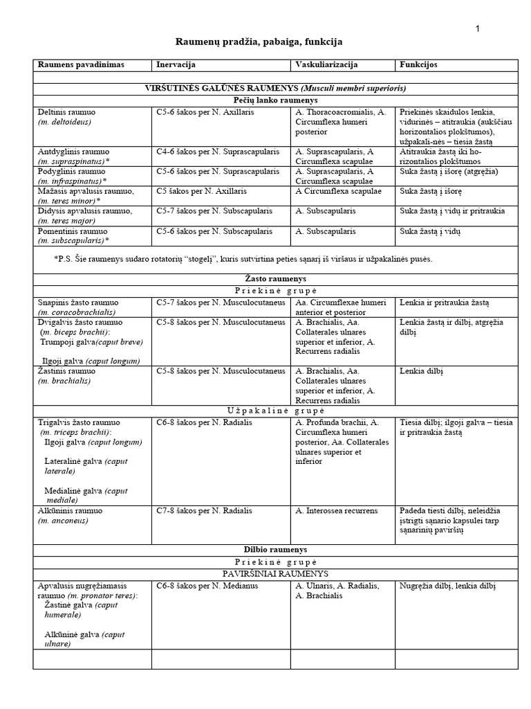 Raumenu Inervacija Vaskuliarizacija | PDF