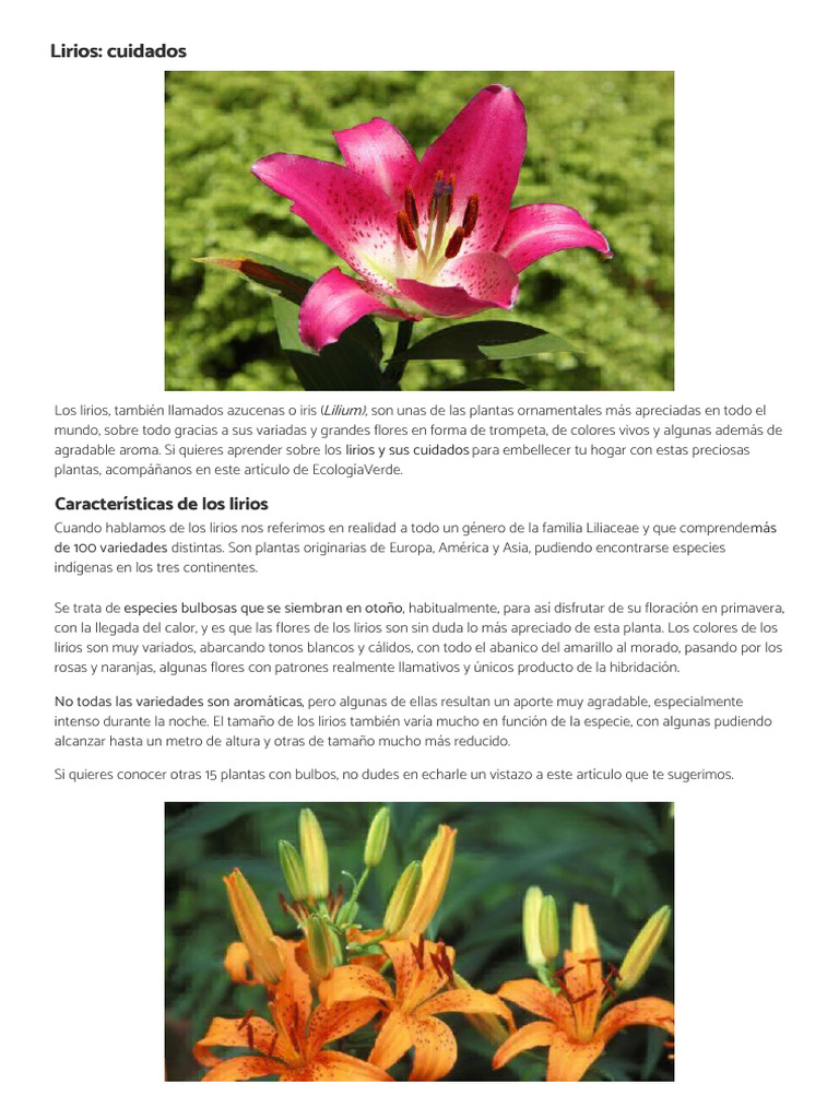 Lirios - Cuidados | PDF