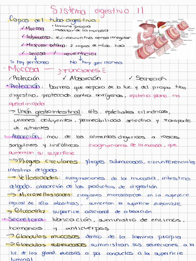 Digestivo II - 231017 - 031045 | PDF