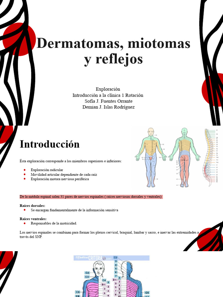 Dermatomas, Miotomas y Reflejos | PDF | Estudios de idiomas extranjeros | Ciencia y matemáticas