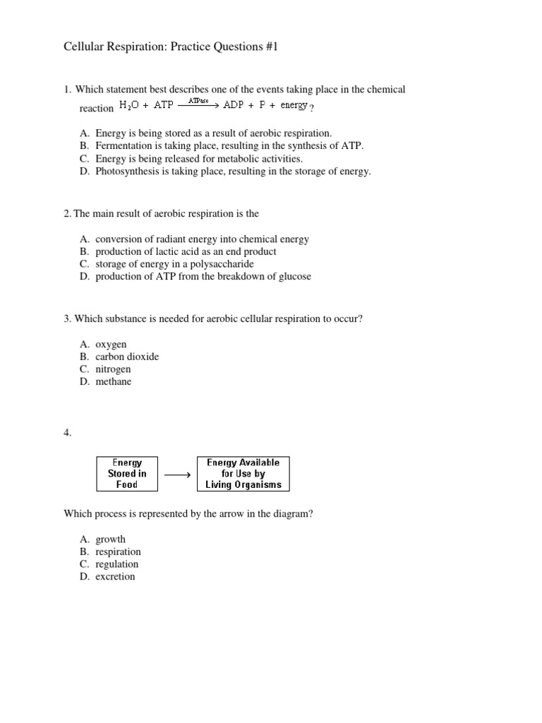 Practice Questions 1 Cellular Respiration | PDF