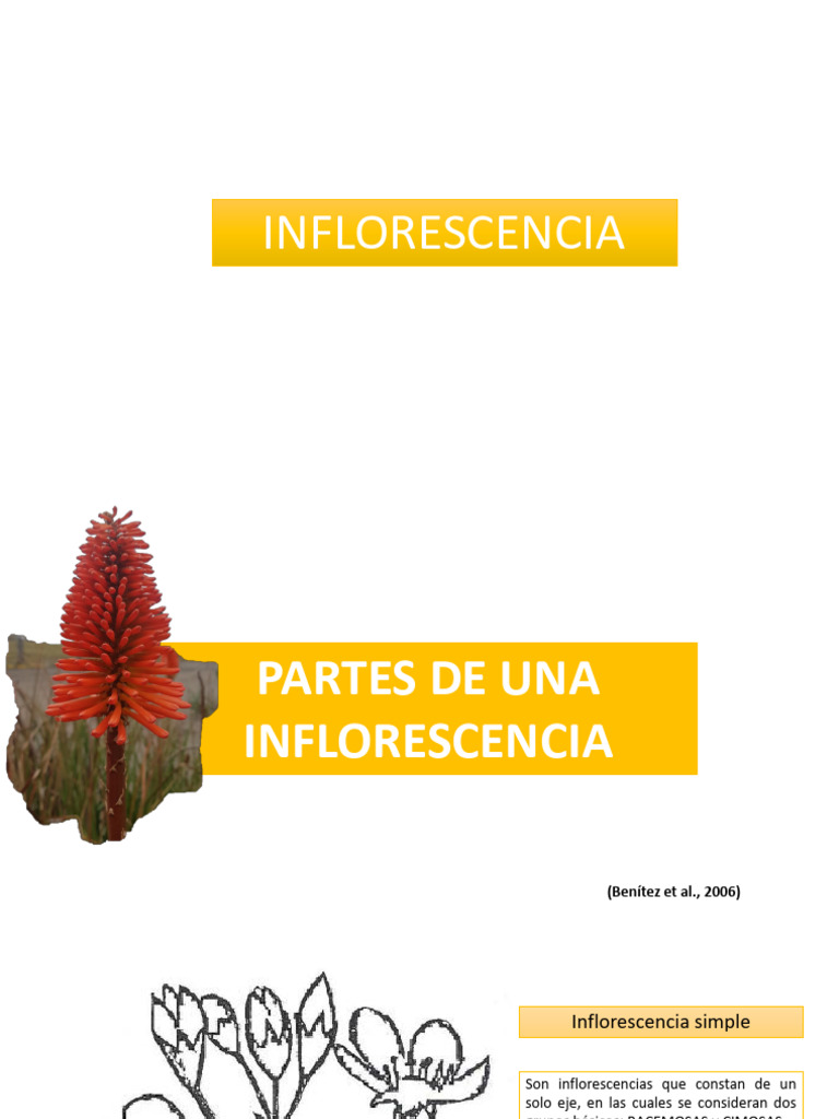 Tipos y Ejemplos de Inflorescencias | PDF