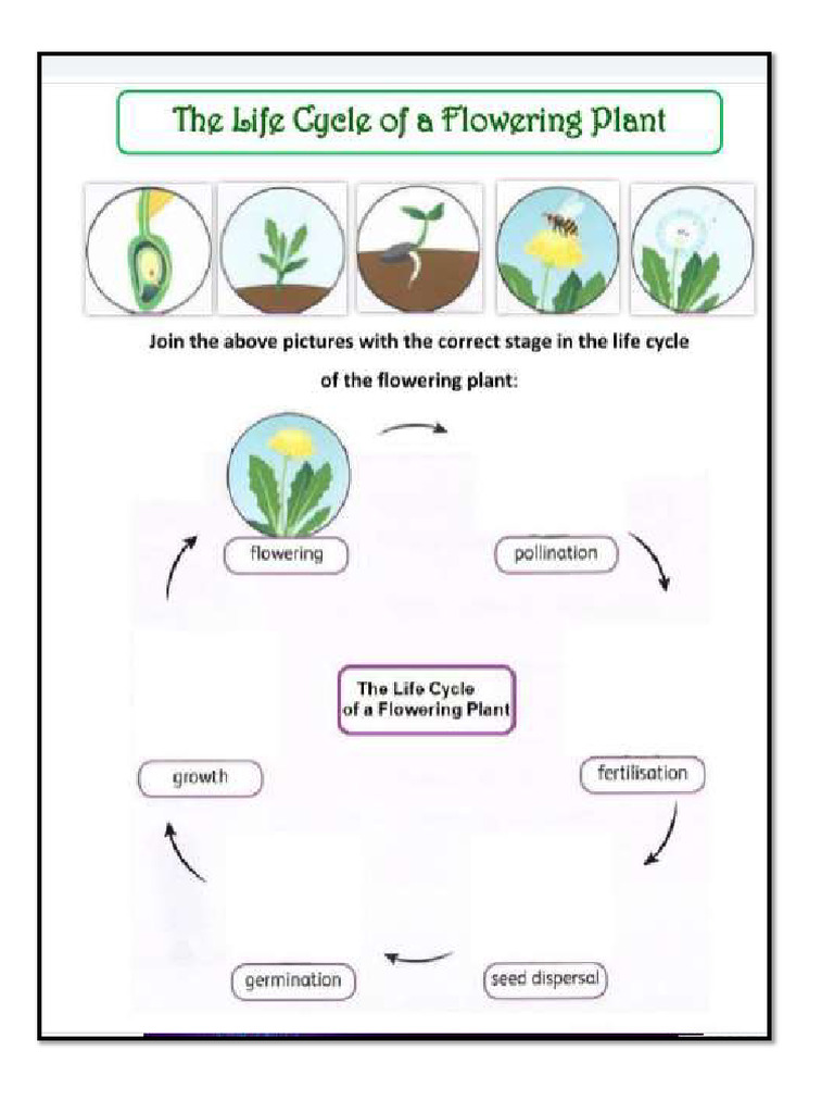 Life Cycle of The Plant | PDF
