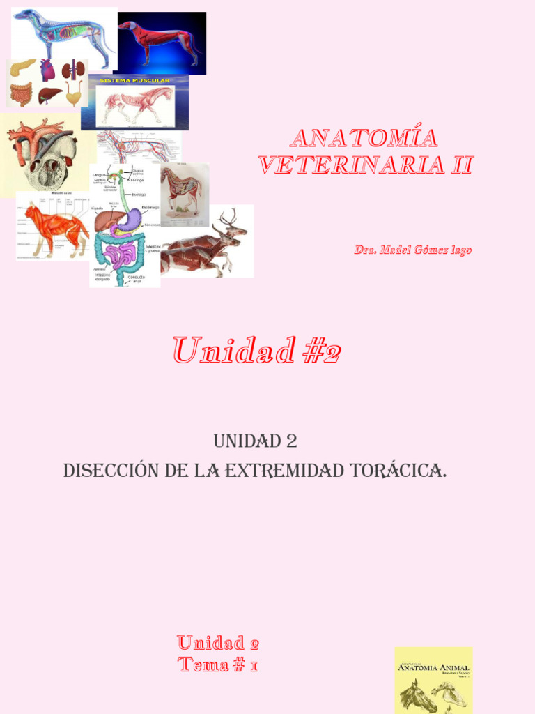 clase 2.. ANATOMIA | PDF | Codo | Hombro
