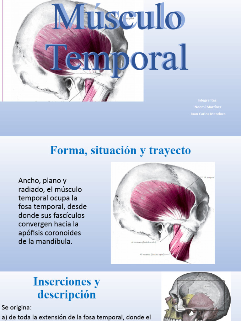 Musculo Temporal | PDF