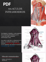 Anatomia Topografica de Cabeza y Cuello | PDF | Cráneo | Sistema esquelético