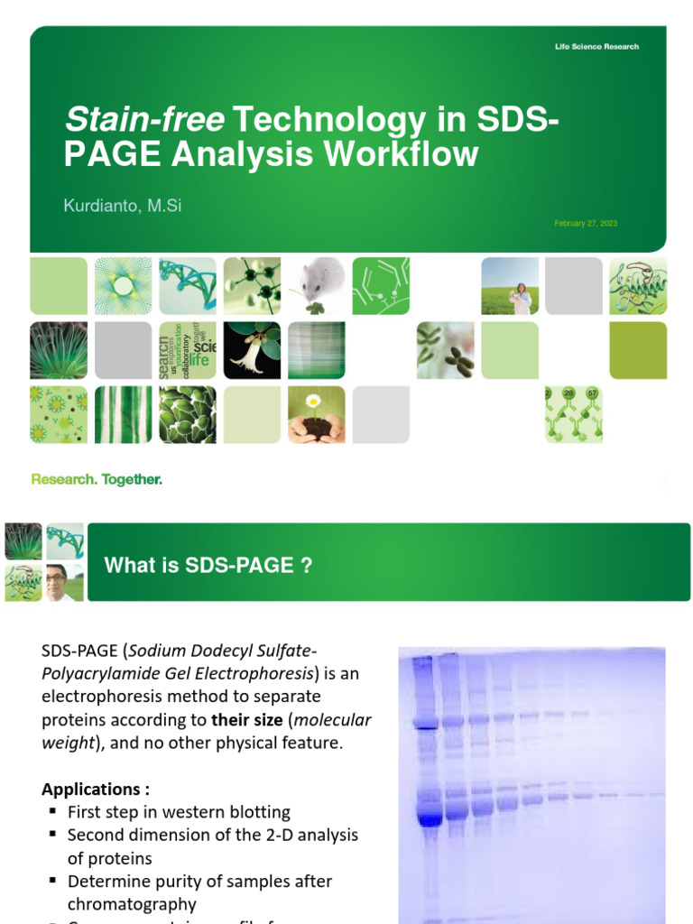 Stain-Free Technology in SDS PAGE Analysis Workflow | PDF