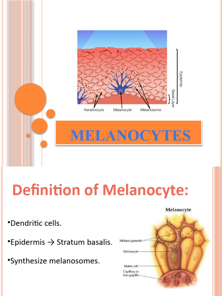 Understanding Melanocytes and Pigmentation | PDF
