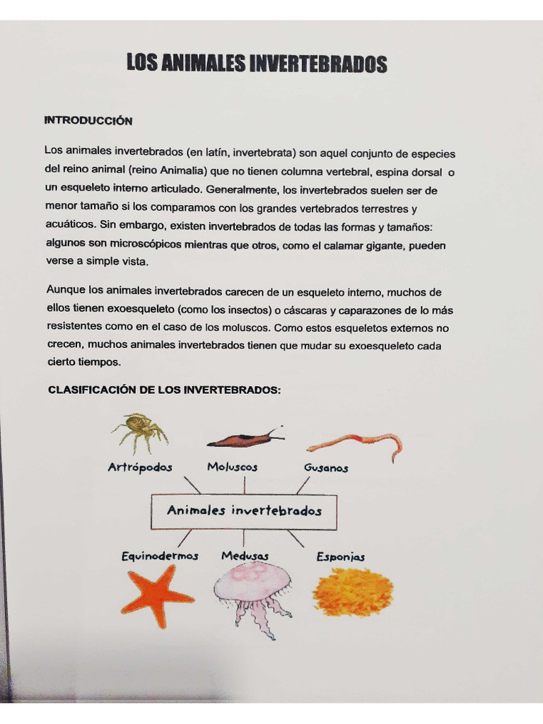 Informe de Animales Invertebrados | PDF