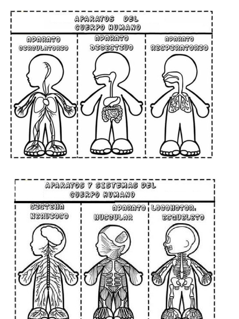 Aparatos y Sistema Del Cuerpo Humano | PDF