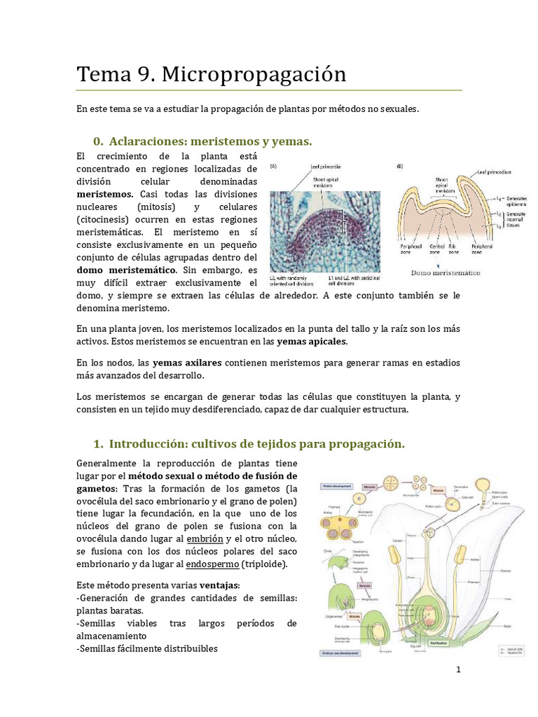 Micropropagación | PDF
