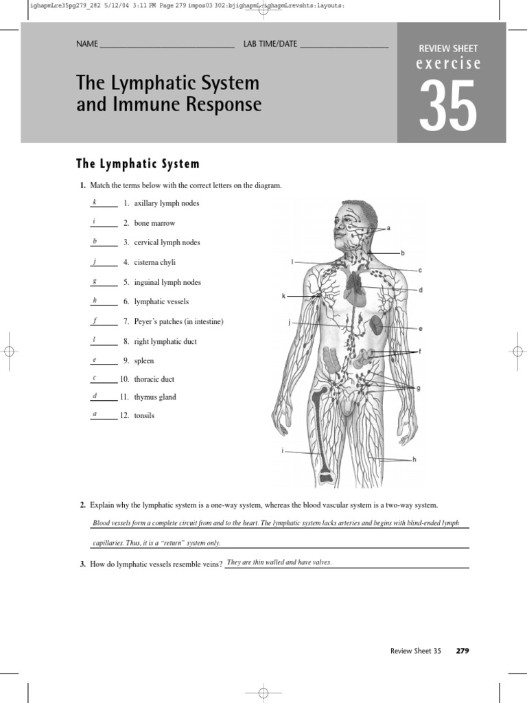 Lymphatic | PDF | Lymphatic System | Antibody