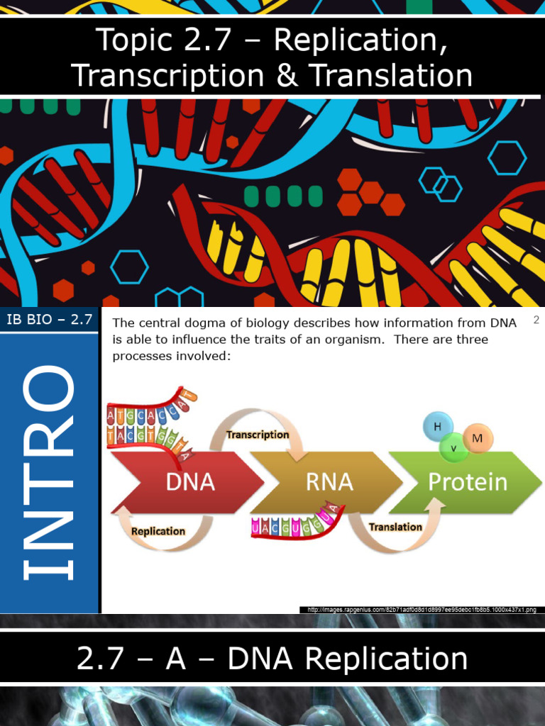 13 - IB Biology (2016) - 2.7 - DNA Replication, Transcription ...