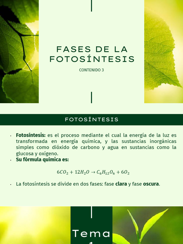 Contenido 4 - Fases de La Fotosíntesis | PDF