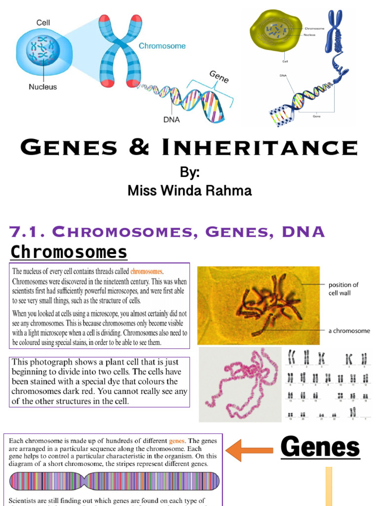 CHAP. 7 - Genes & Inheritance - Cambridge Science Secondary 2 | PDF CHAP. 7 - Genes & Inheritance - Cambridge Science Secondary 2 | PDF
