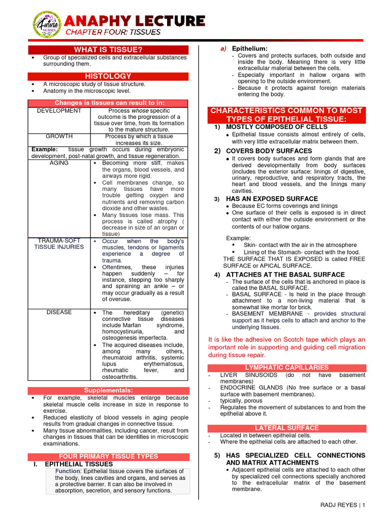Anaphy Lecture Tissues Chapter 4 Reviewer | PDF