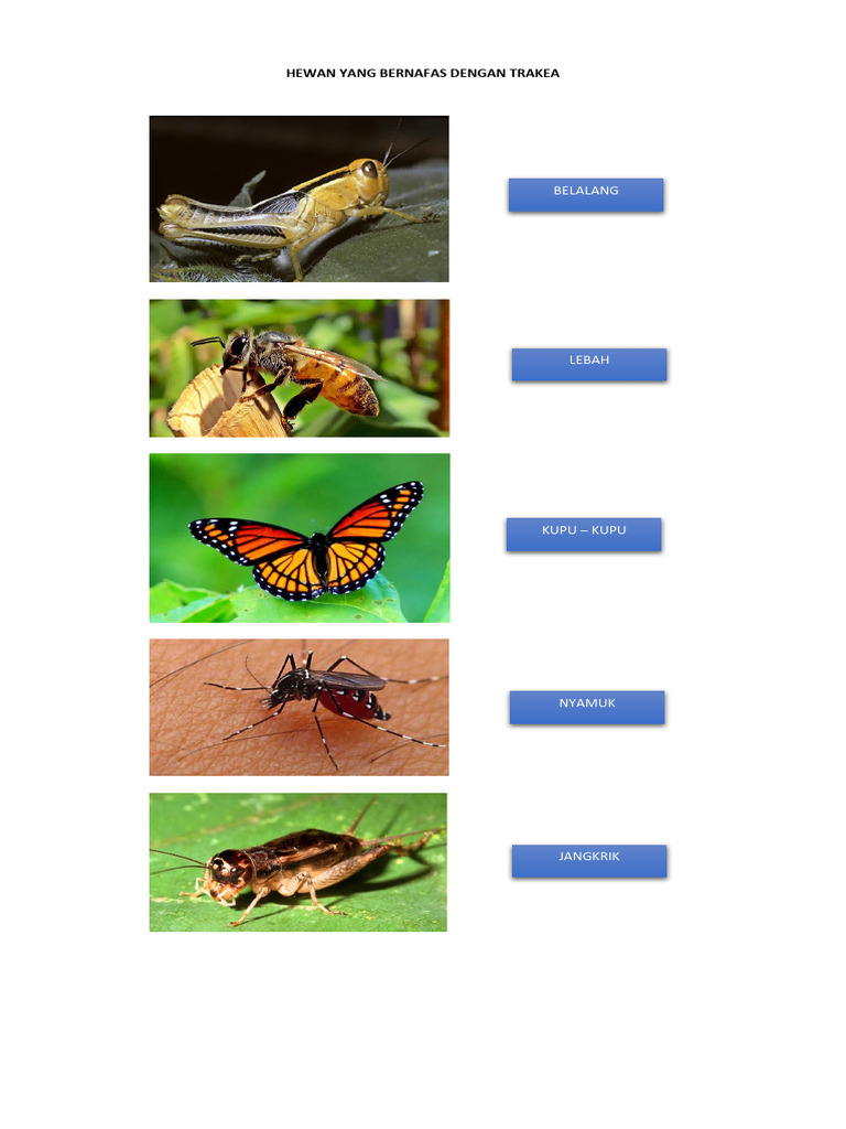 Hewan Yang Bernafas Dengan Trakea | PDF
