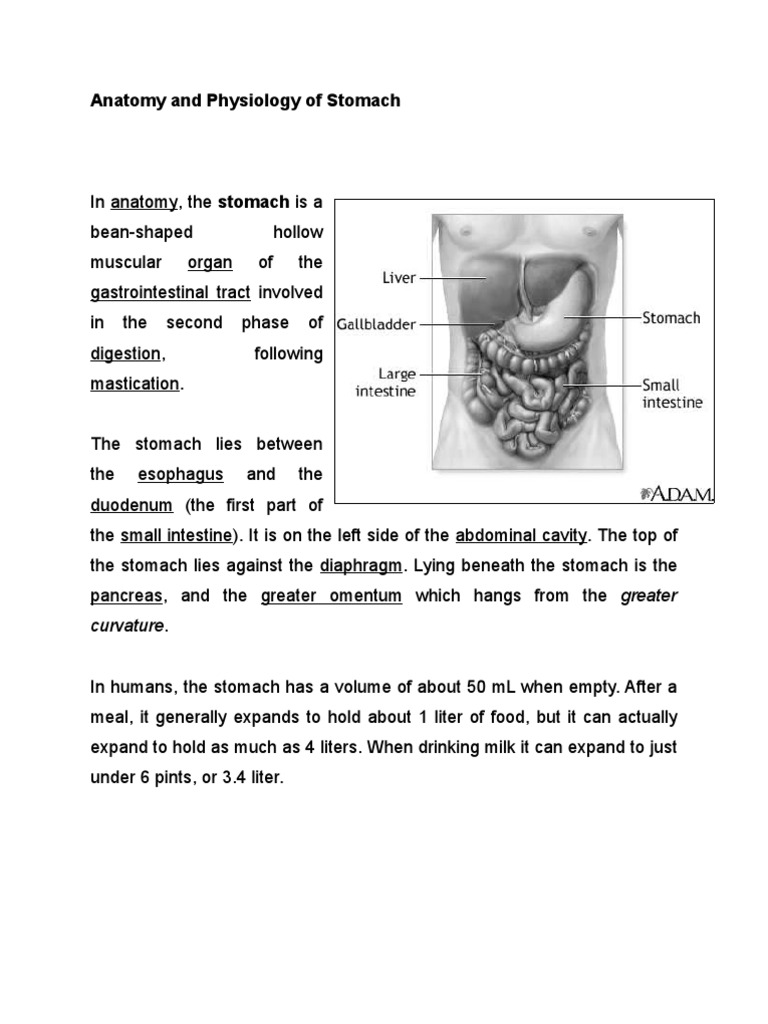 Anatomy and Physiology of Stomach: curvature