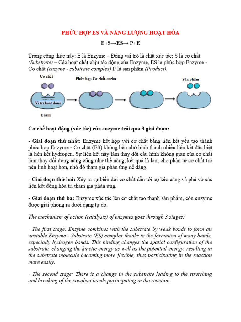 E+S ES P+E: PH C H P Es Và Năng Lư NG Ho T Hóa | PDF