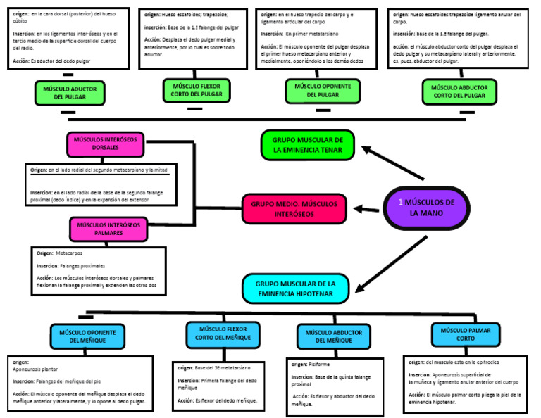 Ahu Musculos de La Mano Mapa Mental | PDF | Mano | Anatomía humana