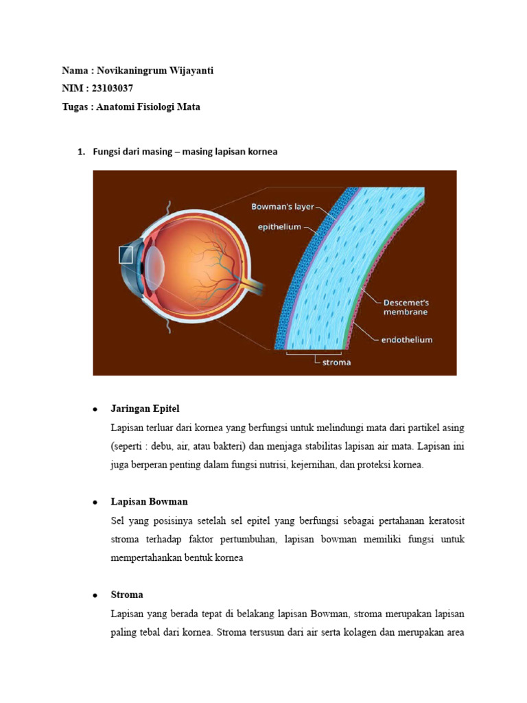 Tugas Anatomi Fisiologi (Fungsi Masing-Masing Lapisan Kornea) | PDF | Griya & Taman | Kesehatan ...