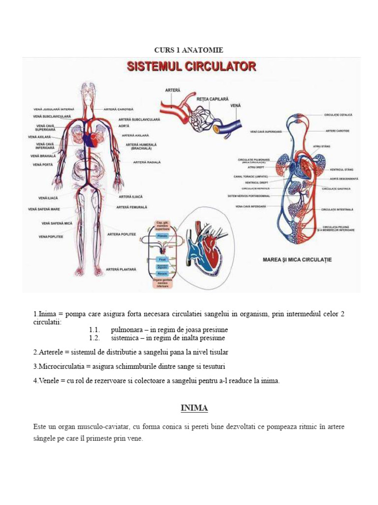 Curs 1 Anatomie | PDF