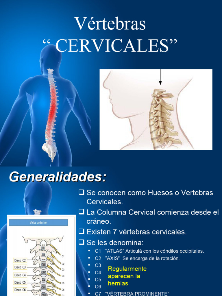 Vértebras Cervicales: Estructura y Funciones | PDF | Ciencia y matemáticas