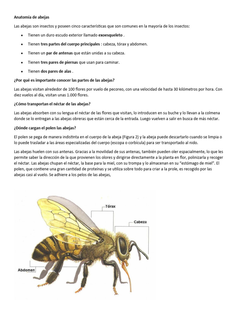 Partes Abeja | PDF